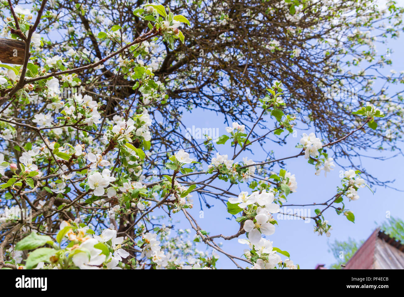 Apple tree blooms in spring in clear weather Stock Photo - Alamy