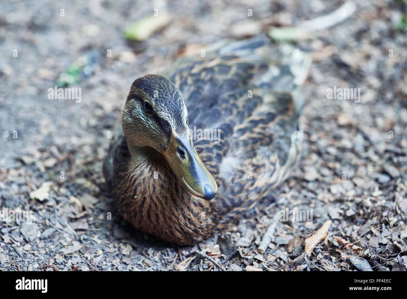 Young duck in the forest Stock Photo - Alamy