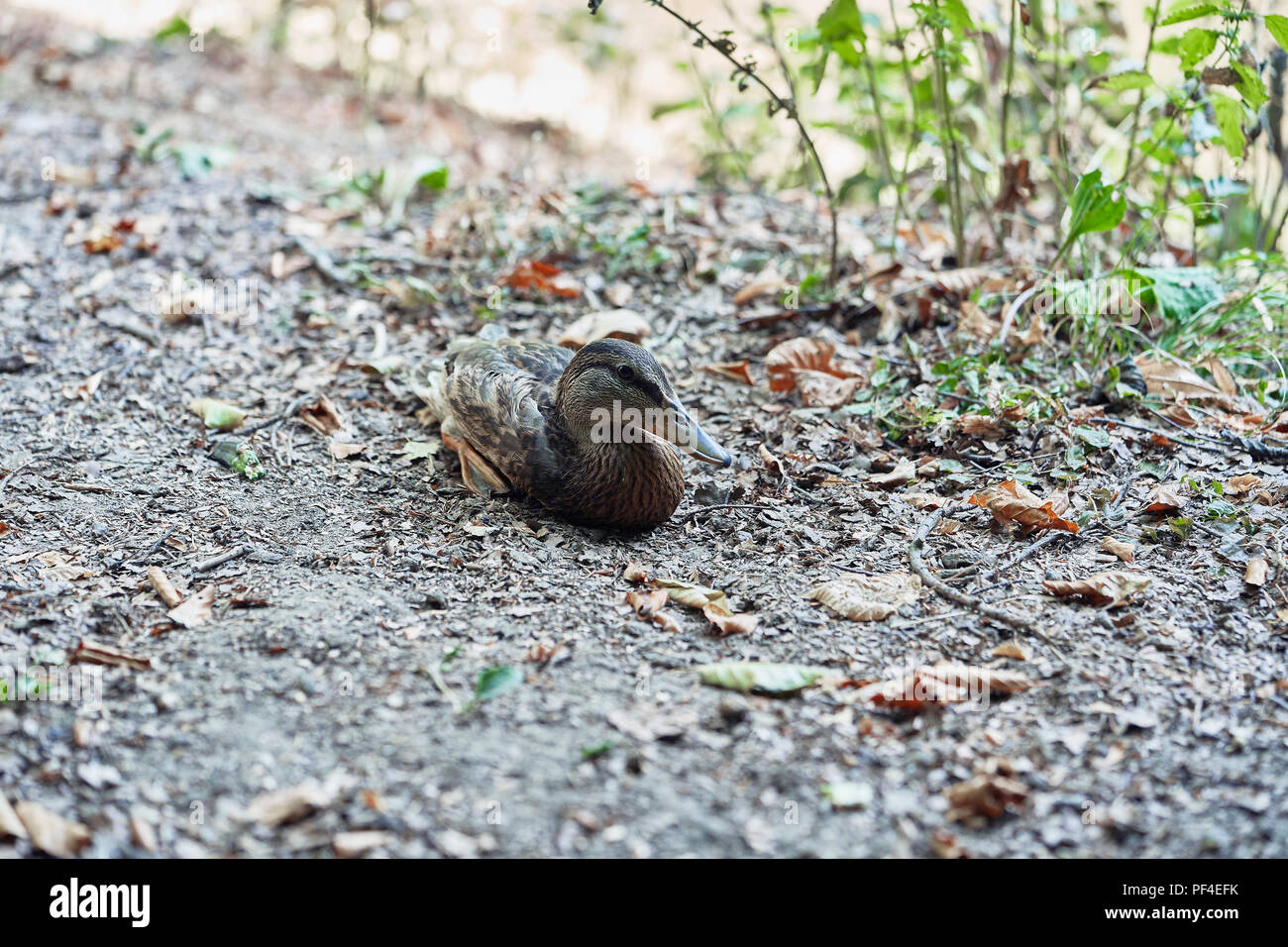 Young duck in the forest Stock Photo - Alamy