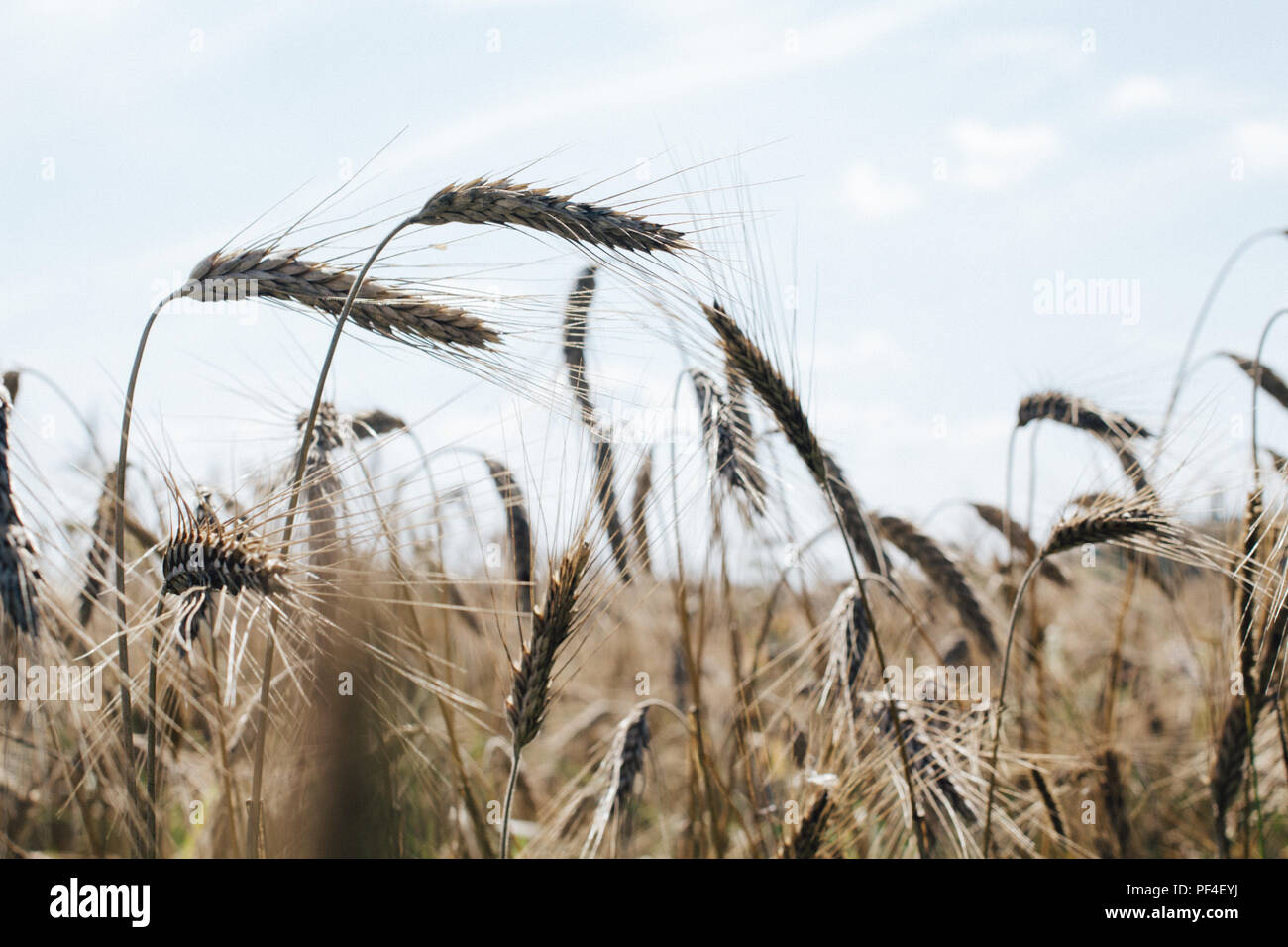 Secale cereal autumn hi-res stock photography and images - Alamy