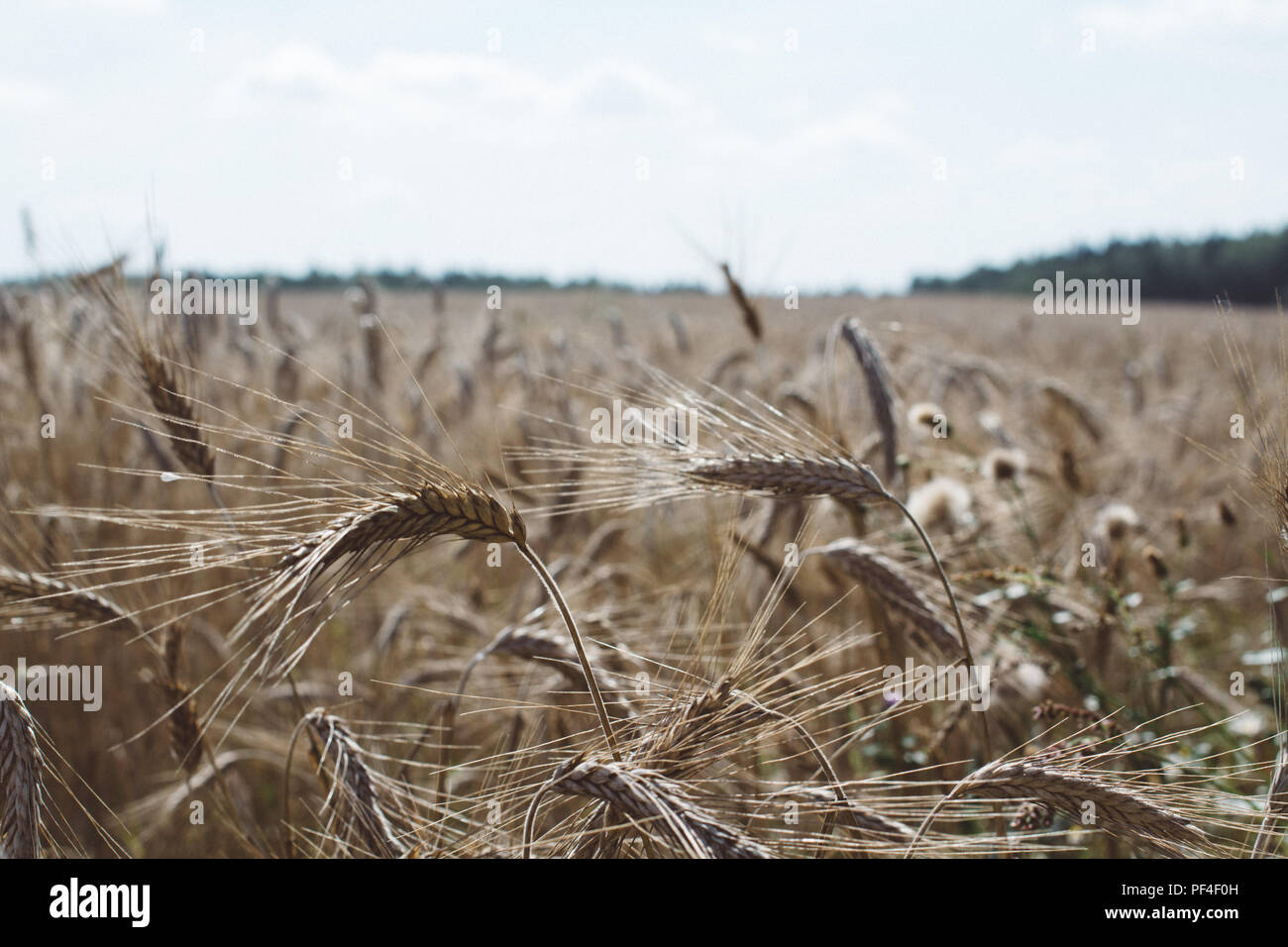 close up field with rye ears, agricultural background Stock Photo - Alamy