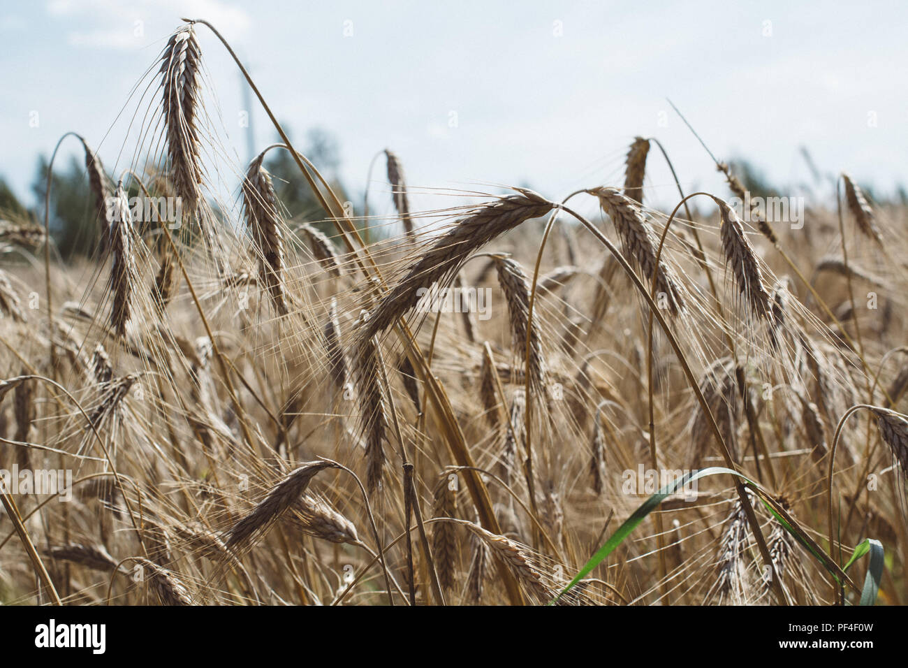 close up field with rye ears, agricultural background Stock Photo - Alamy