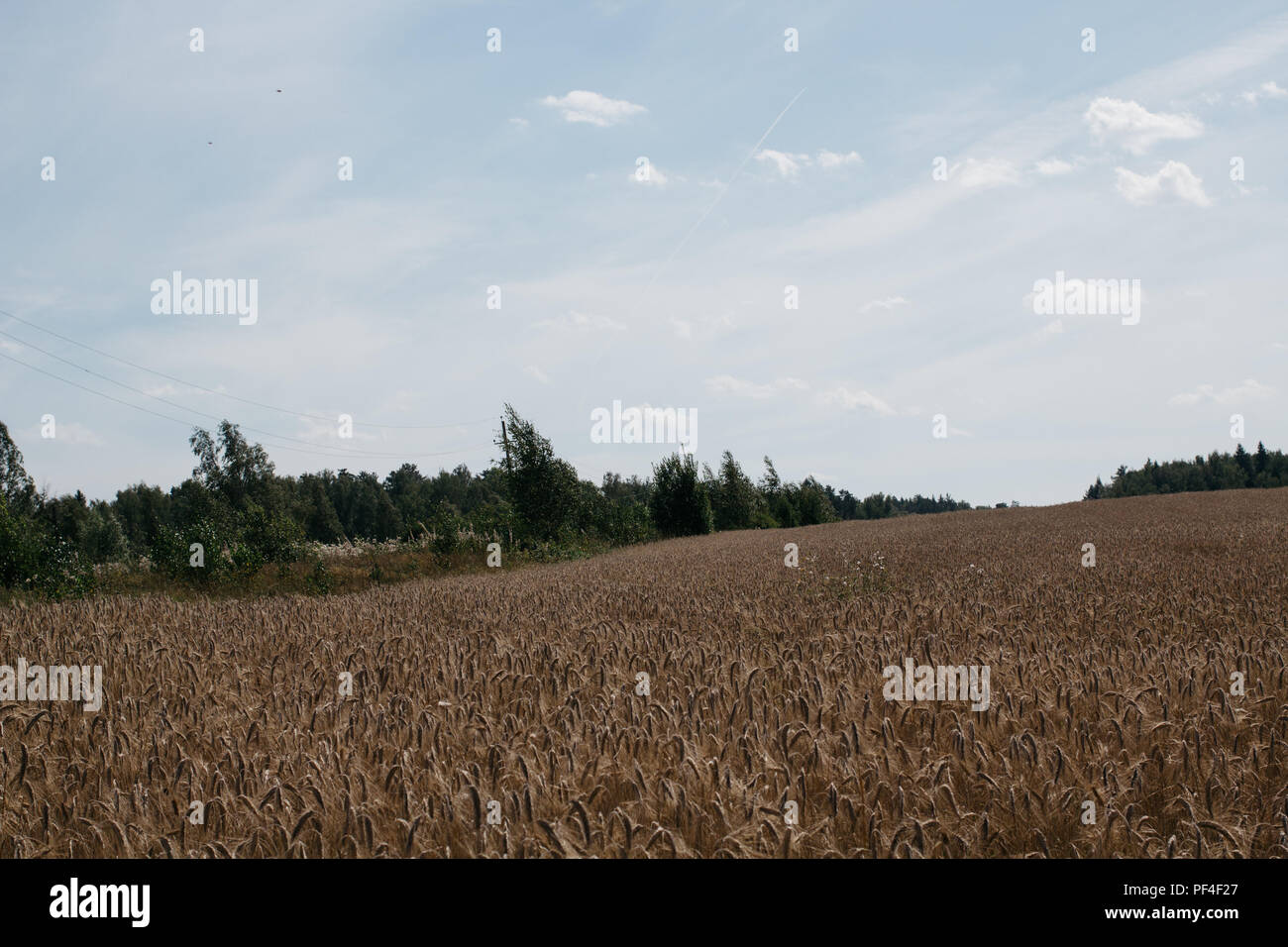 close up field with rye ears, agricultural background Stock Photo - Alamy