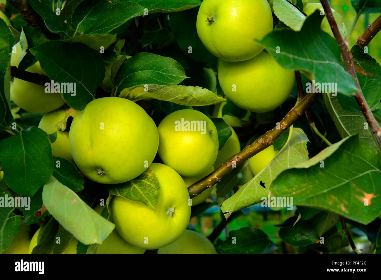 Organic ripe apples hanging on a tree branch in an apple orchard. Fruit ...