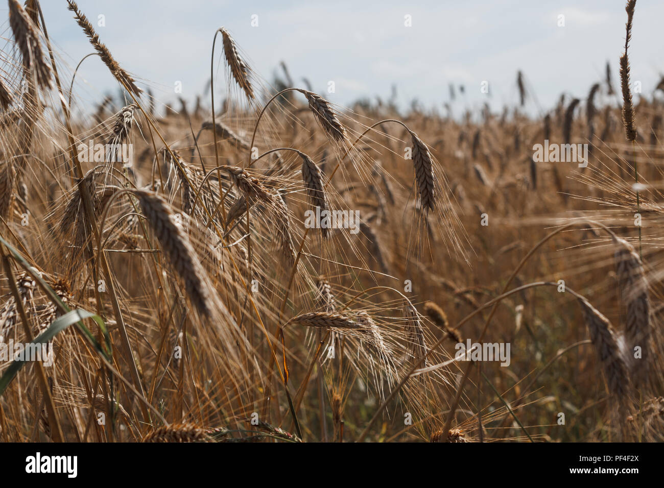 close up field with rye ears, agricultural background Stock Photo - Alamy