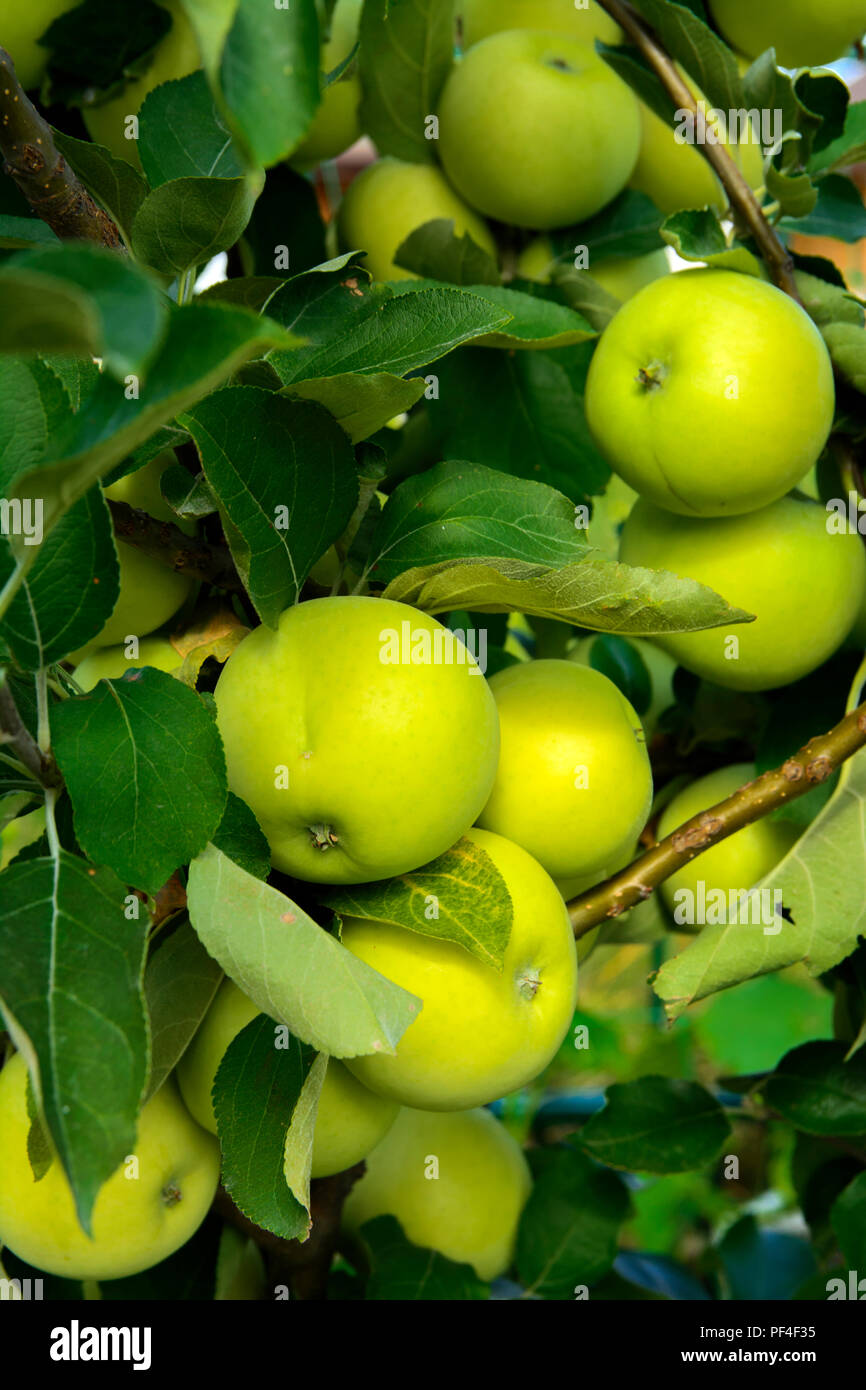 Organic ripe apples hanging on a tree branch in an apple orchard. Fruit ...
