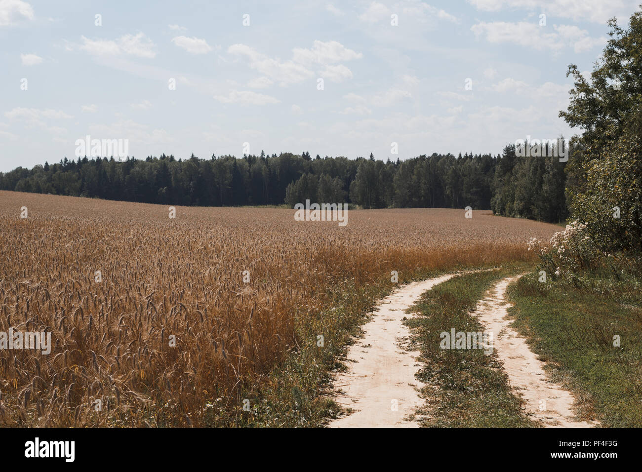 close up field with rye ears, agricultural background, rural road Stock ...