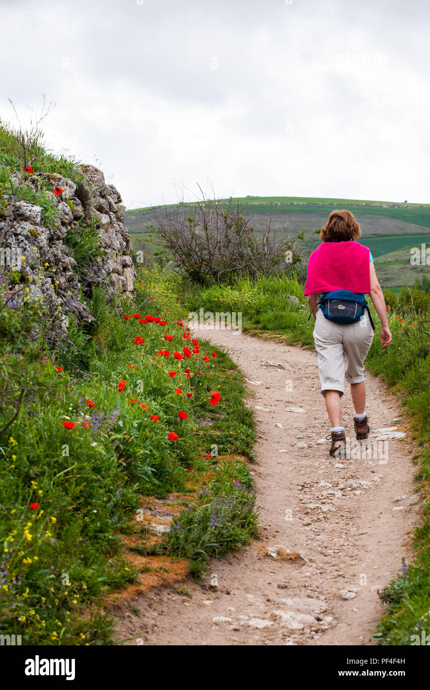 Pilgrims walking the Spanish pilgrim route the Camino de Santiago the ...
