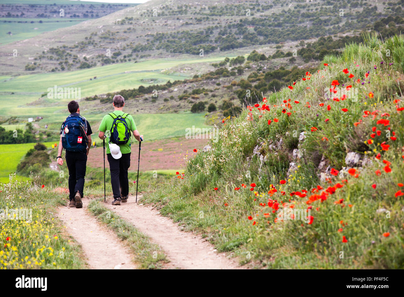 Pilgrims walking in the Spanish countryside on the Camino de Santiago ...
