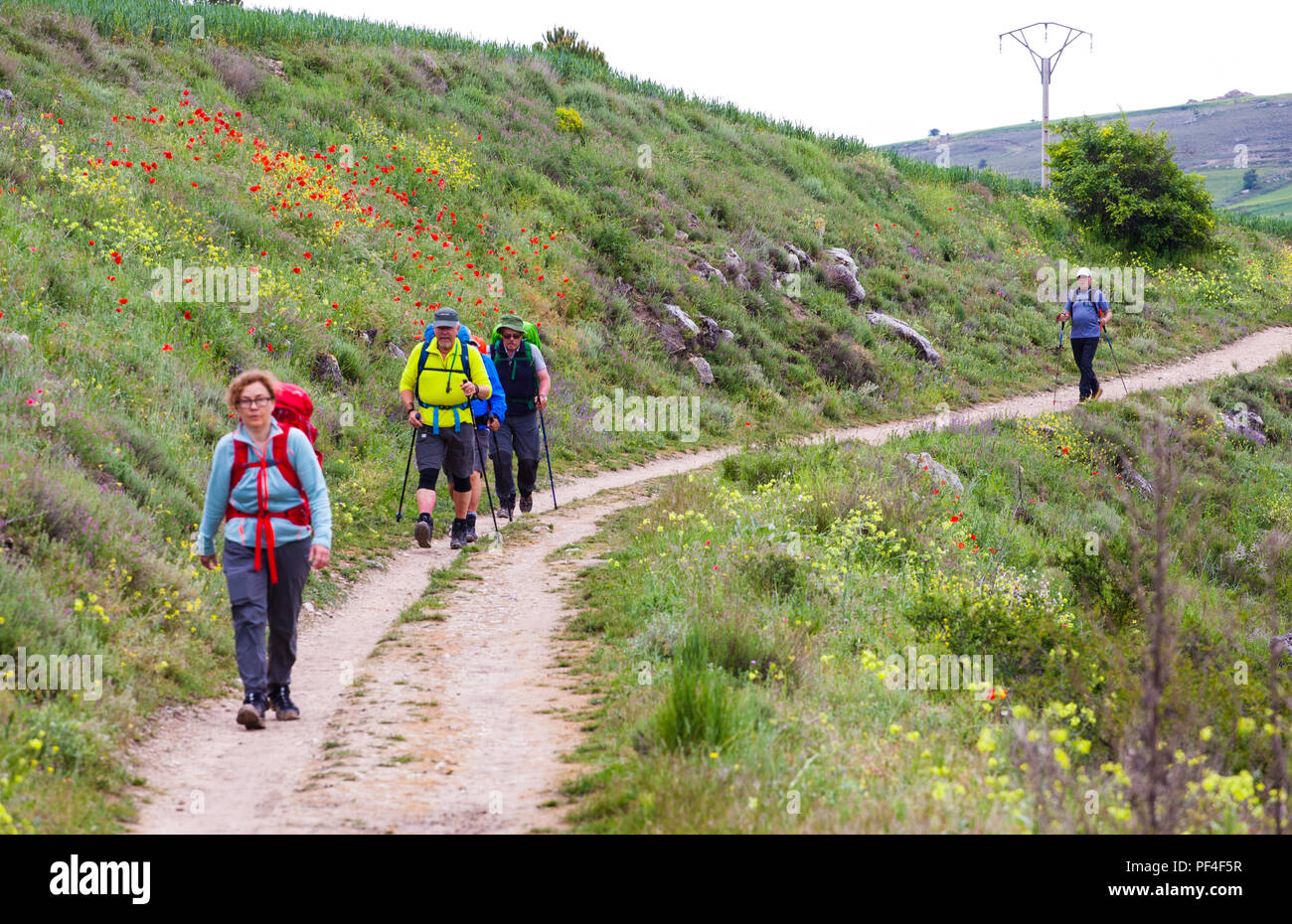 Pilgrims walking in the Spanish countryside on the Camino de Santiago ...