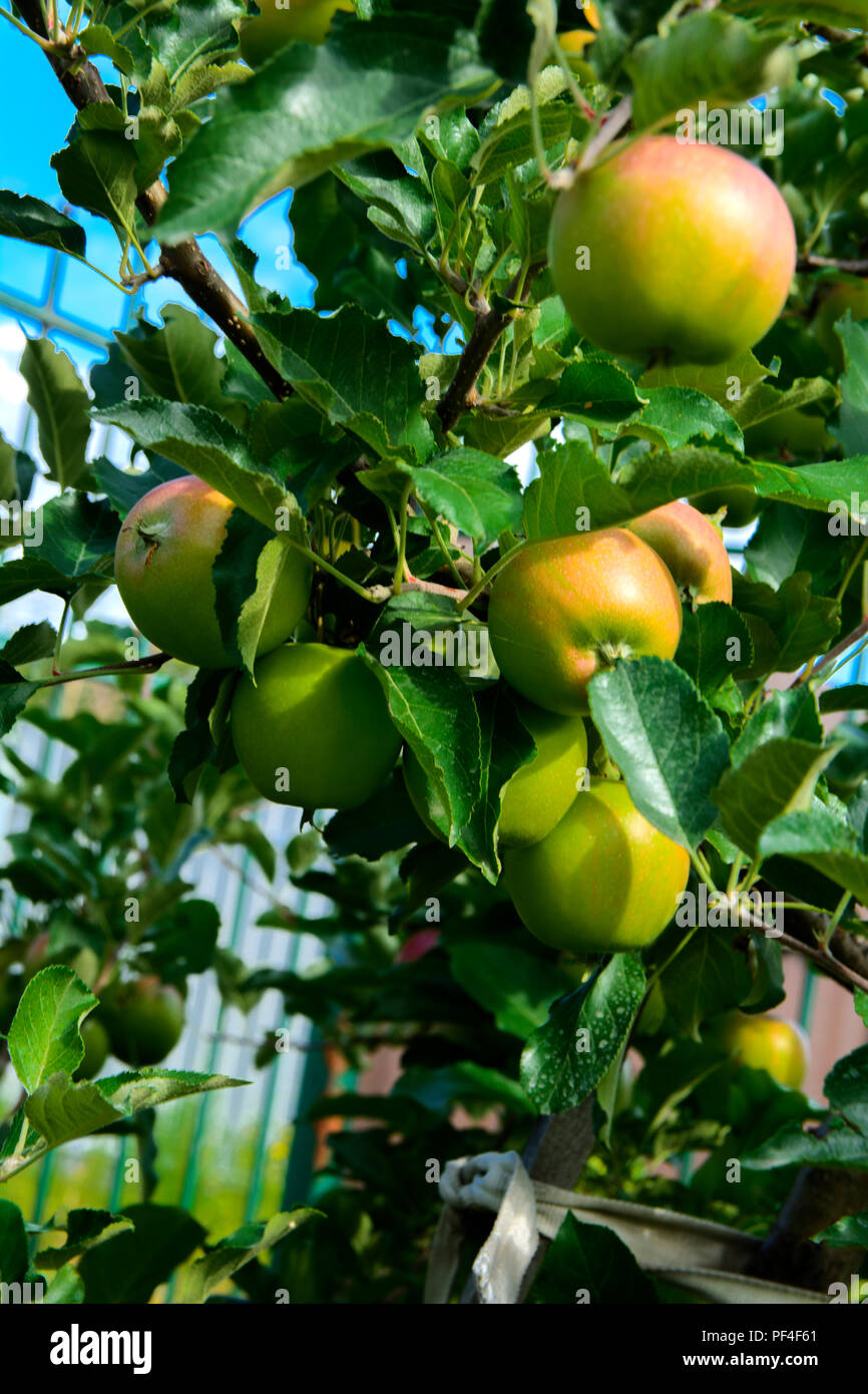 Organic ripe apples hanging on a tree branch in an apple orchard. Fruit ...