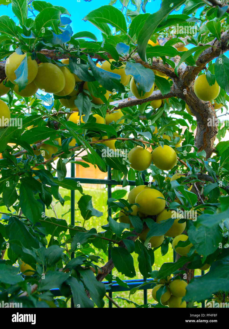 Organic mature yellow plums hanging on a tree branch in the garden ...