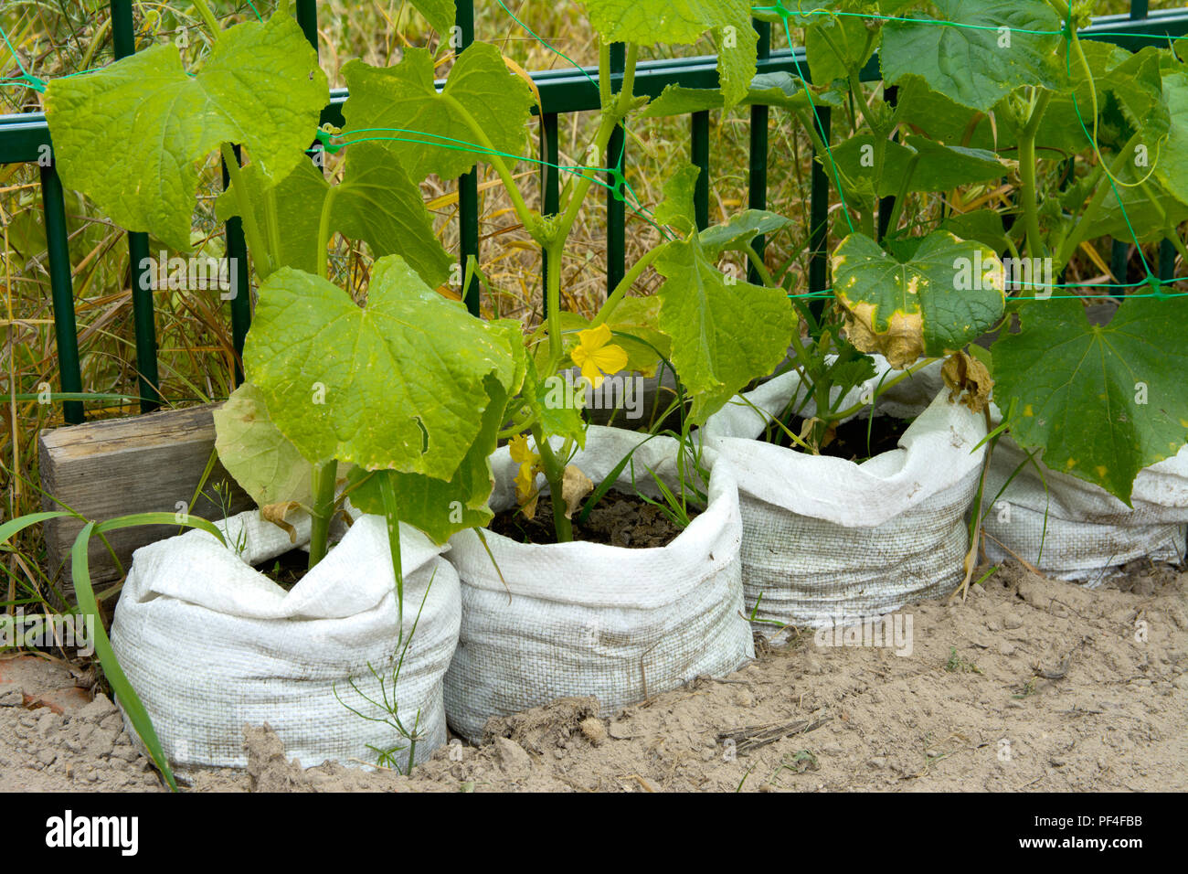 The original way of rapid growth of cucumbers in bags. Saving space for ...