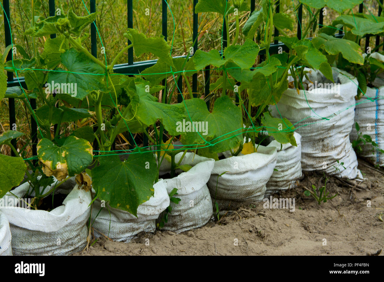 The original way of rapid growth of cucumbers in bags. Saving space for ...