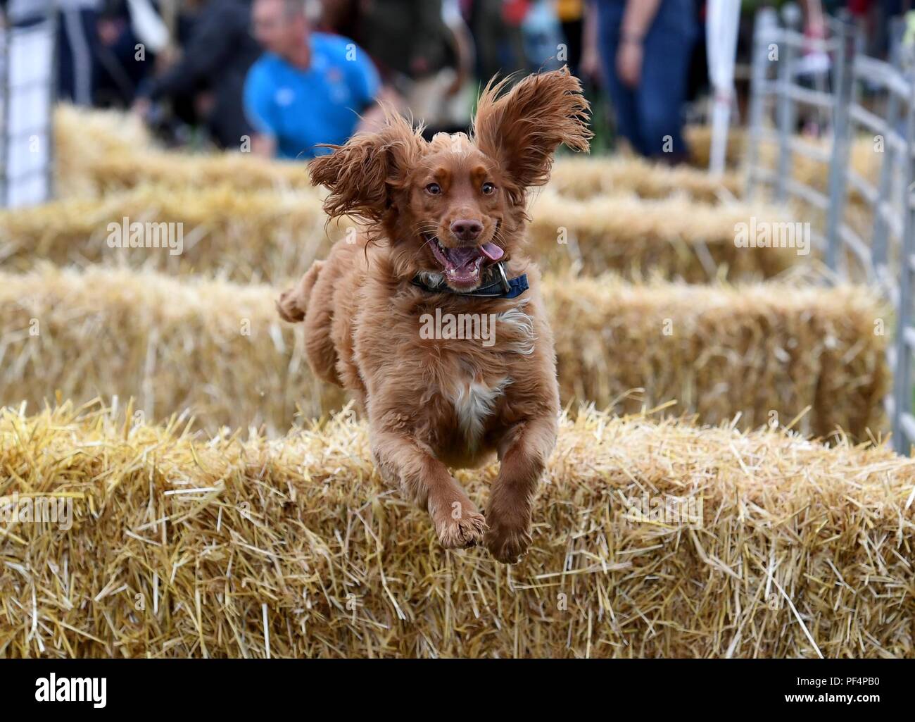 News show jumping hi-res stock photography and images - Alamy