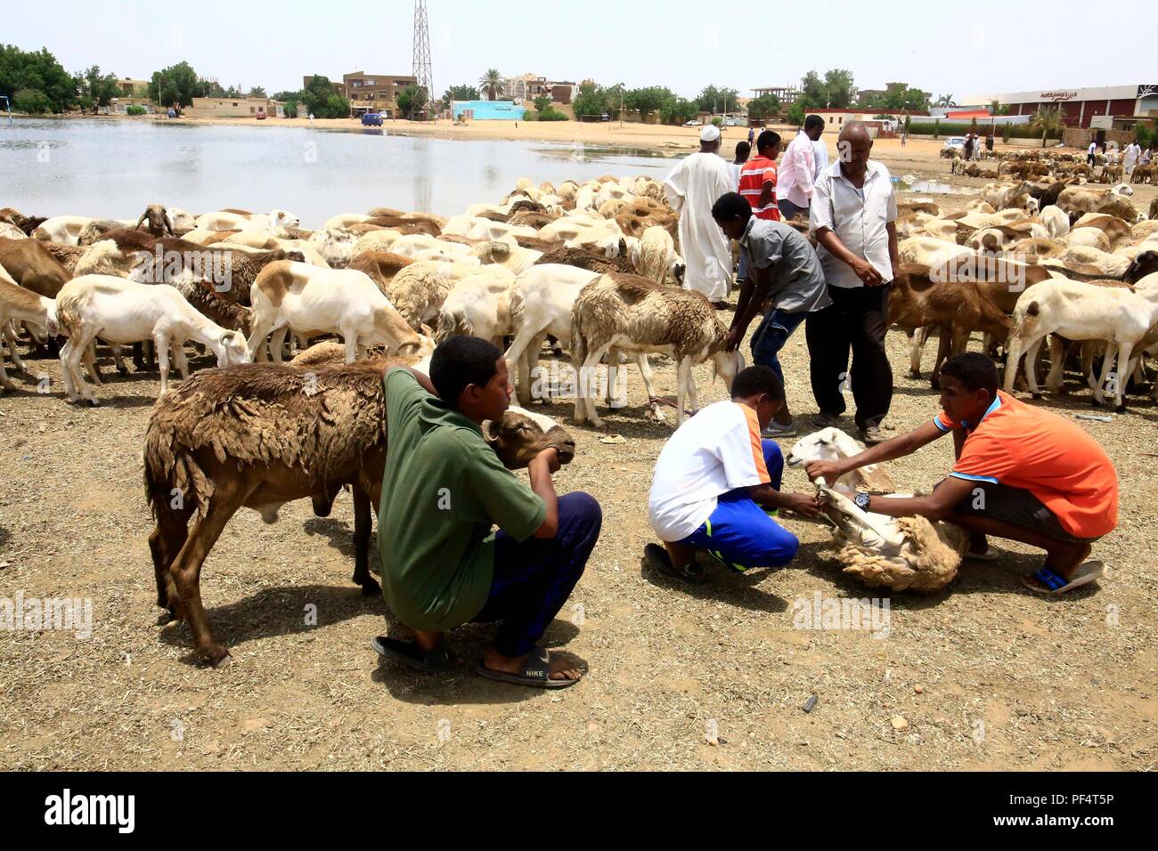 Sacrificial sheep hi-res stock photography and images - Alamy