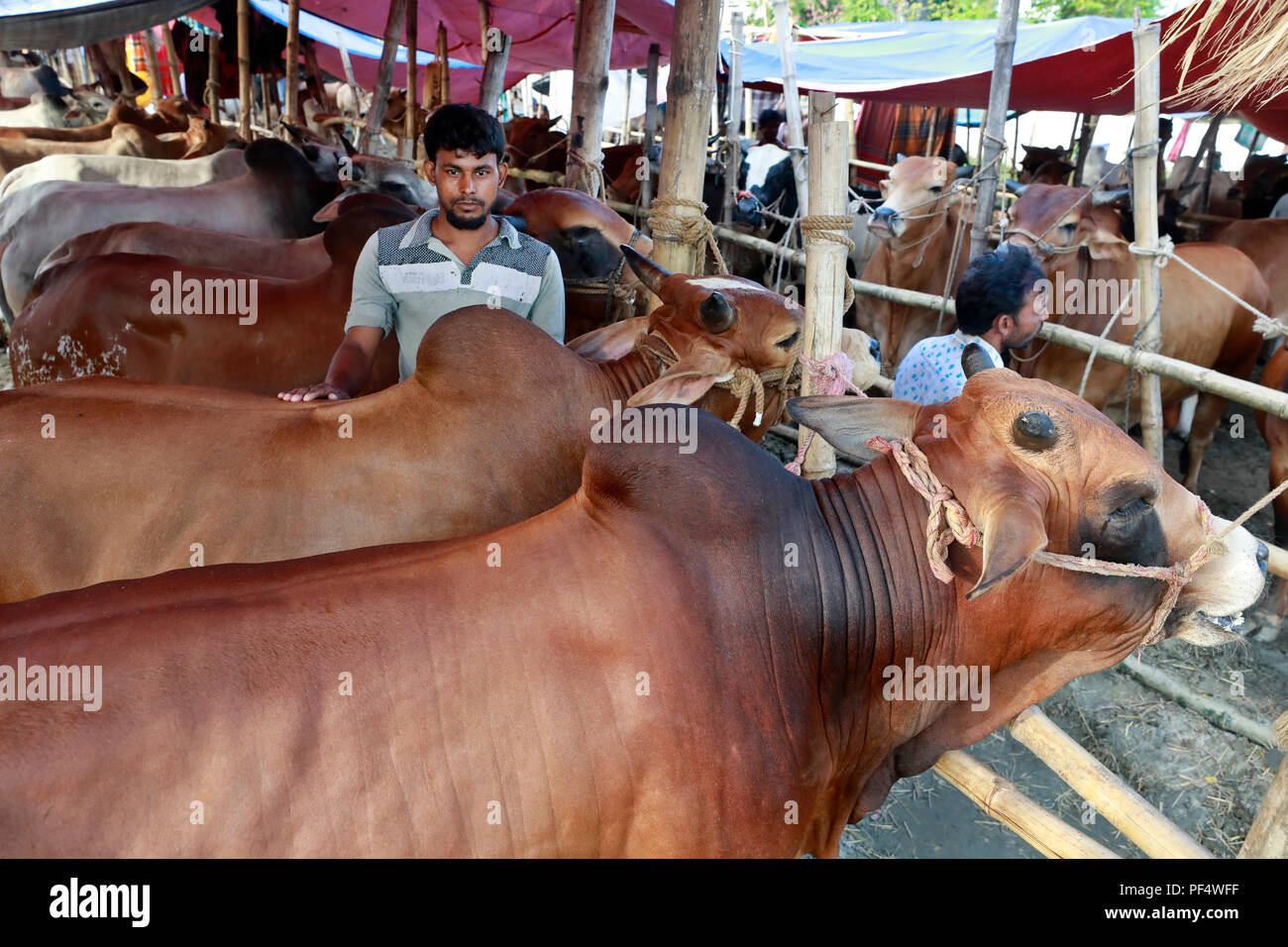 Bangladeshi goat hi-res stock photography and images - Alamy