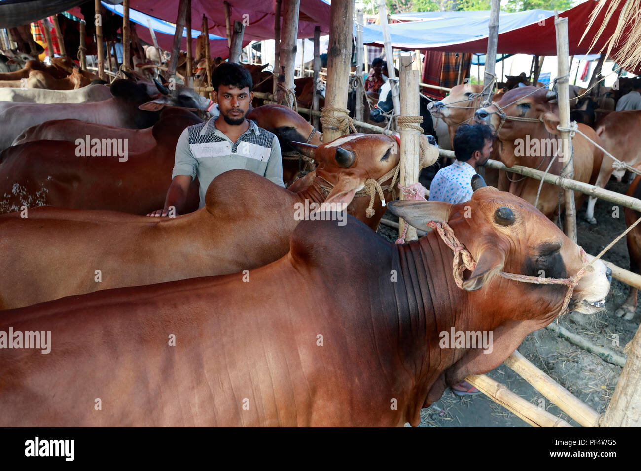 Dhaka, Bangladesh - August 19, 2018: Bangladeshi traders wait for the customer at a cattle ...