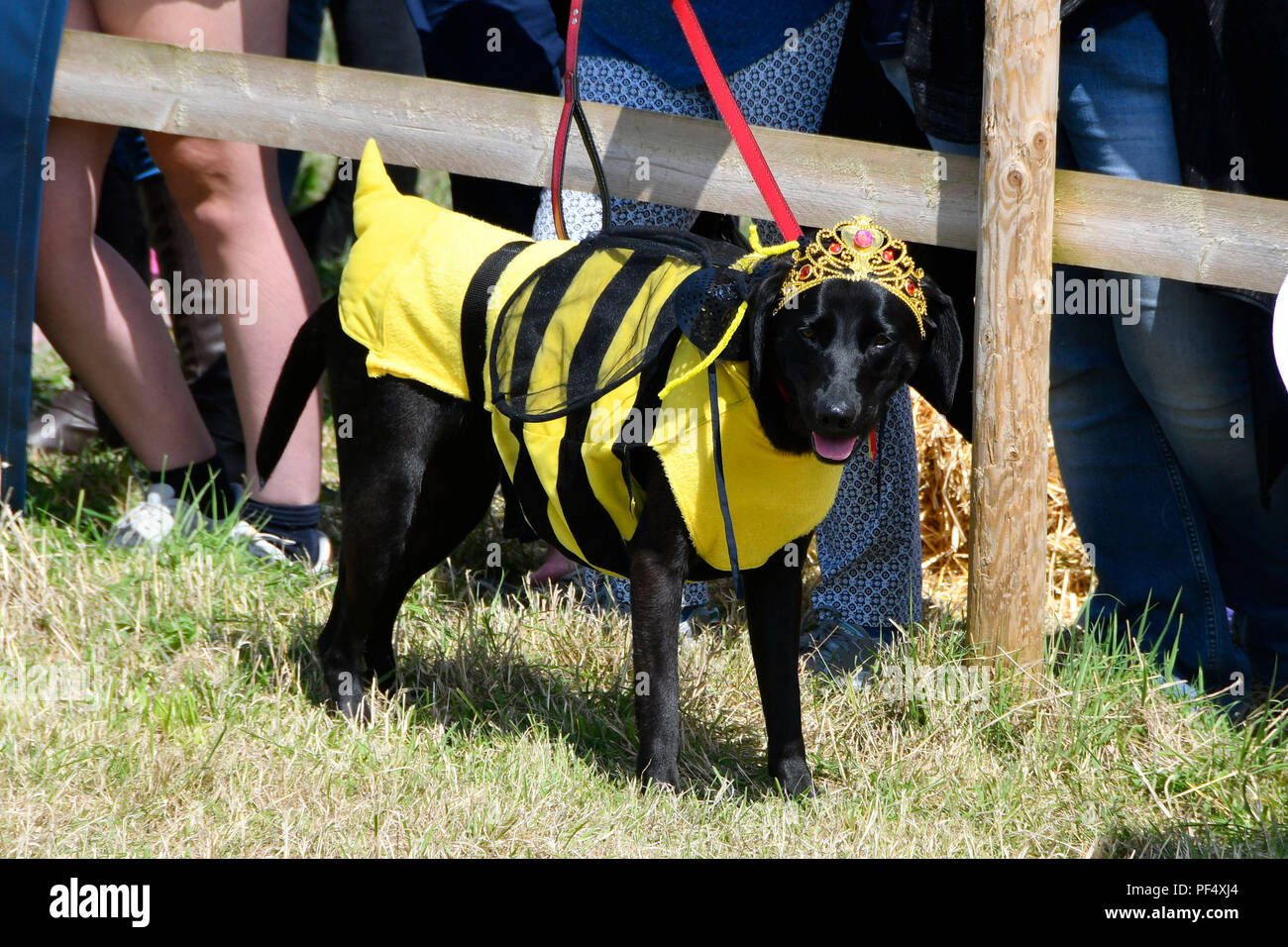 Buckham fair hi-res stock photography and images - Alamy