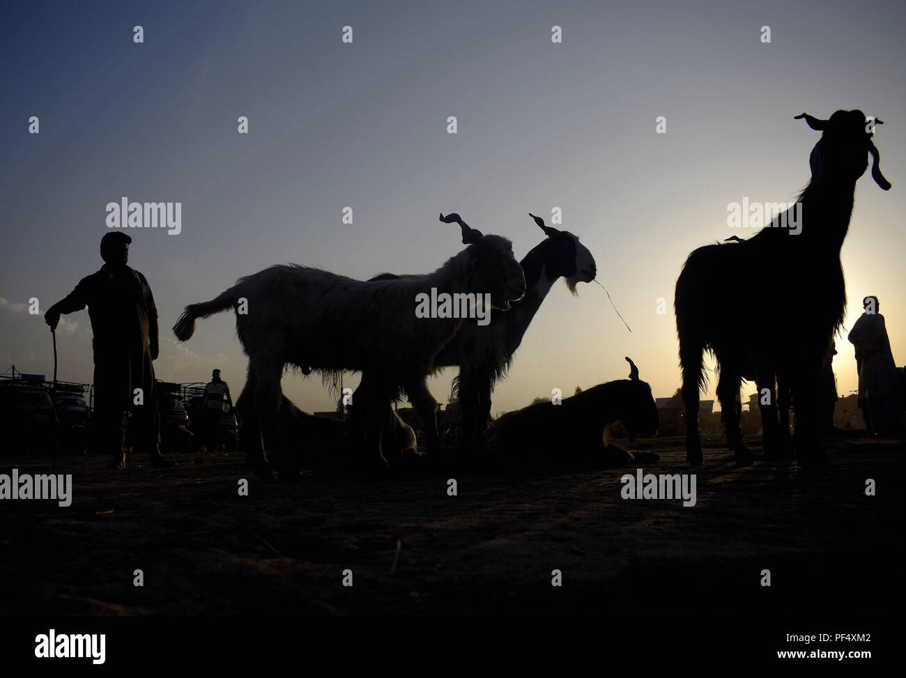 Goat sacrificial hi-res stock photography and images - Alamy