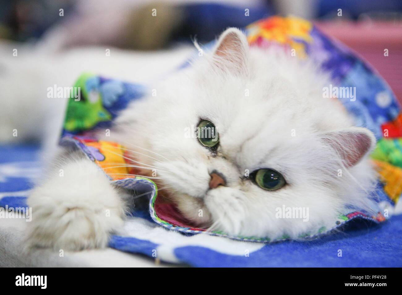 Sao Paulo, Brazil. 19th Aug, 2018. a cat is seen in a competition that ...
