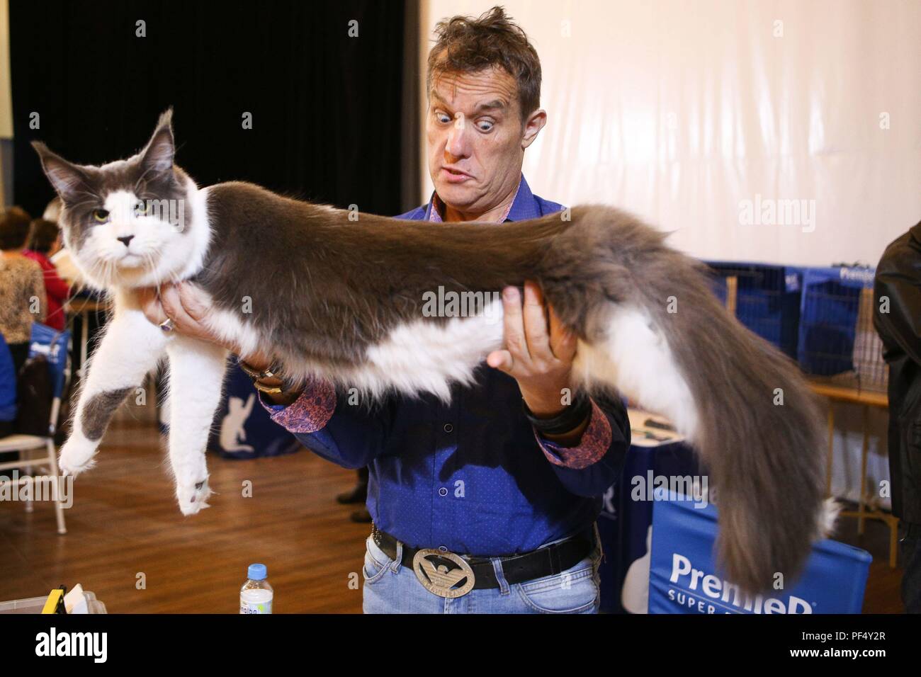 Sao Paulo, Brazil. 19th Aug, 2018. a cat is seen in a competition that ...