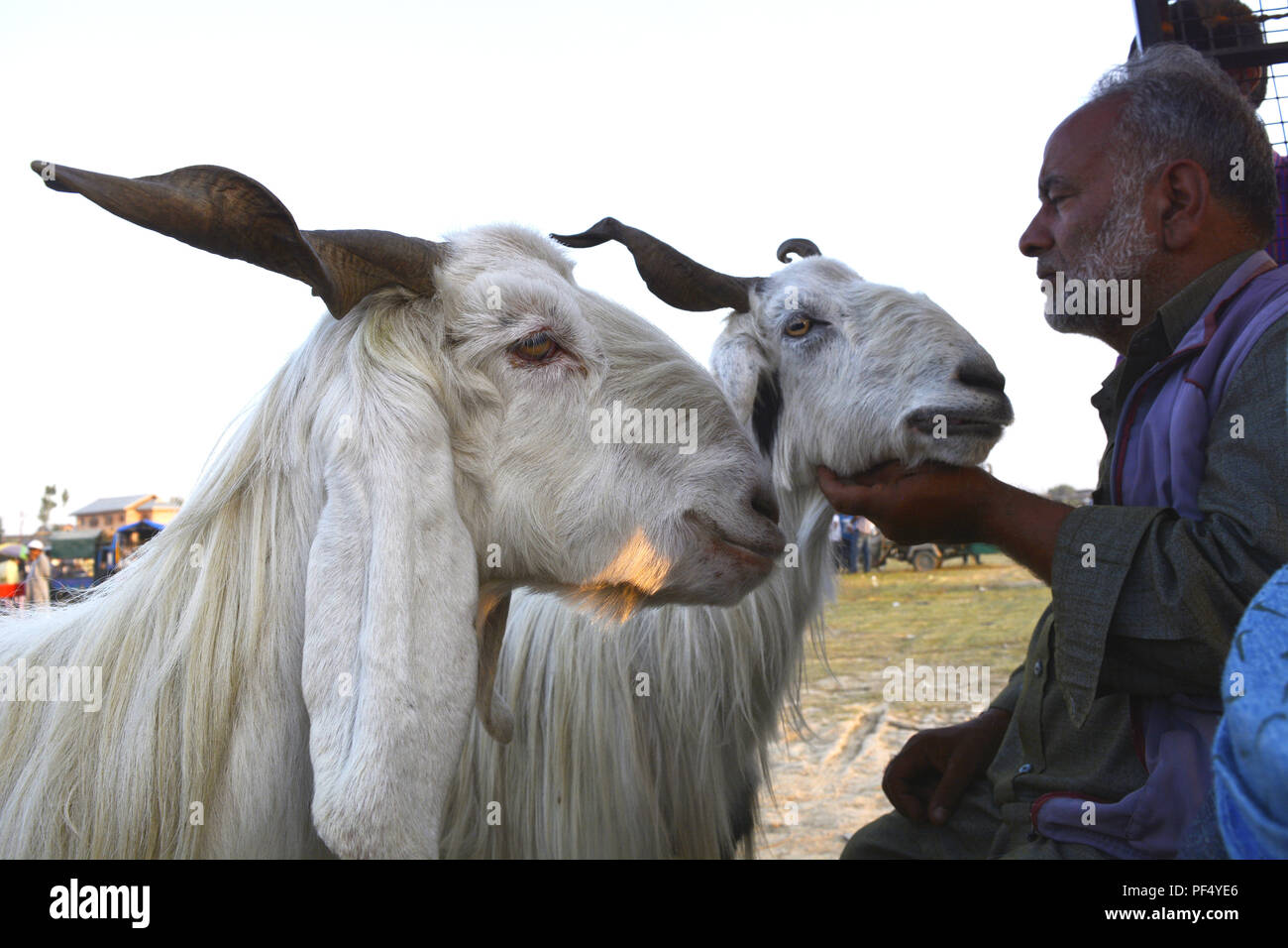 Kashmiri goats hi-res stock photography and images - Alamy