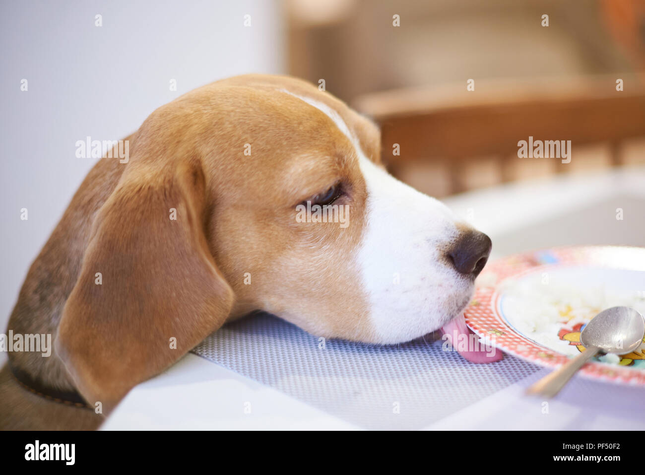 Beagle dog licking plate from table. Hungry dog concept Stock Photo - Alamy