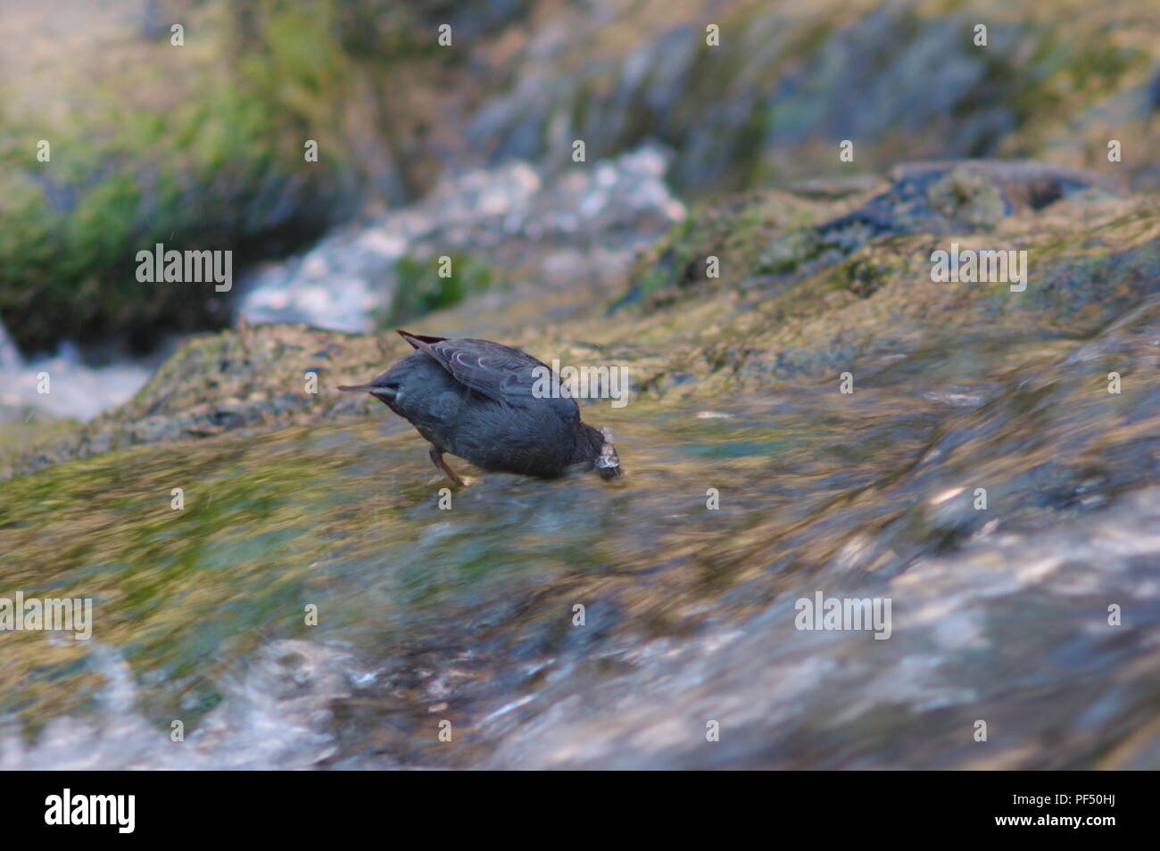 American Dipper seen dipping for food Stock Photo - Alamy