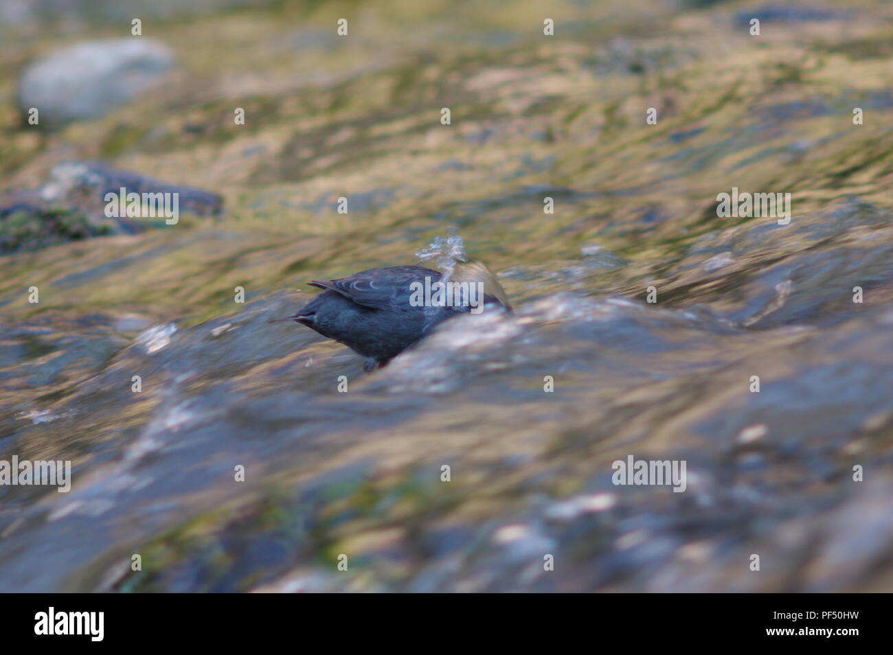 American Dipper seen dipping for food Stock Photo - Alamy