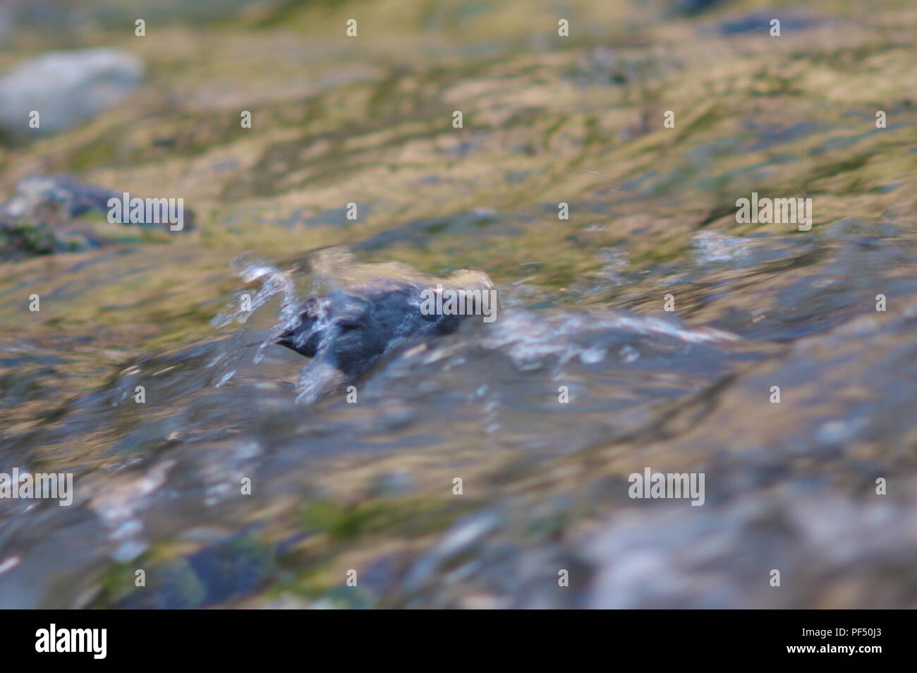 American Dipper seen dipping for food Stock Photo - Alamy