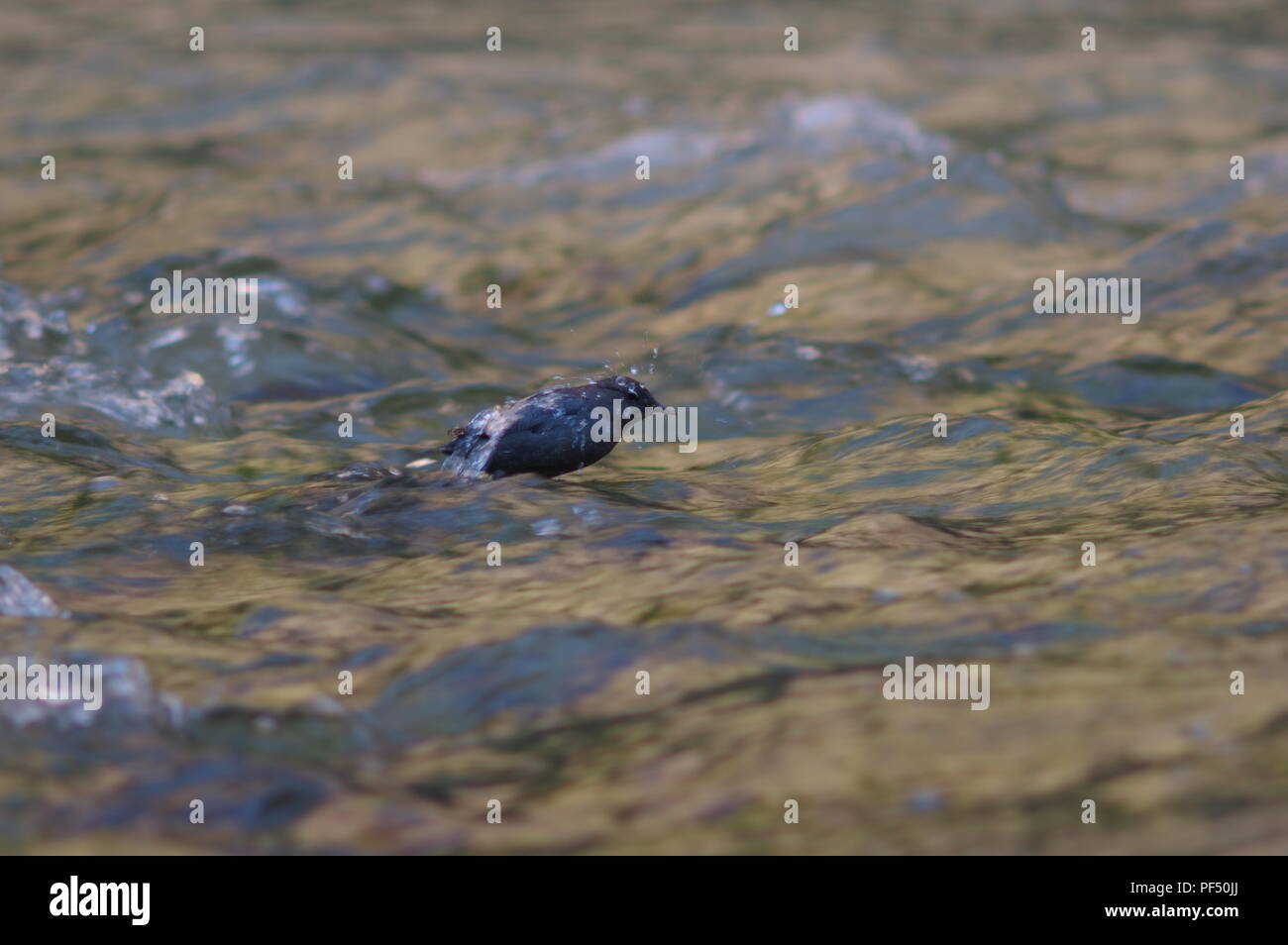 American Dipper seen dipping for food Stock Photo - Alamy