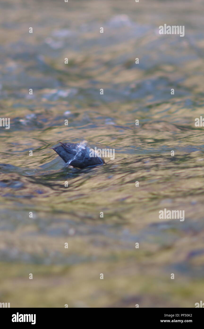 American Dipper seen dipping for food Stock Photo - Alamy
