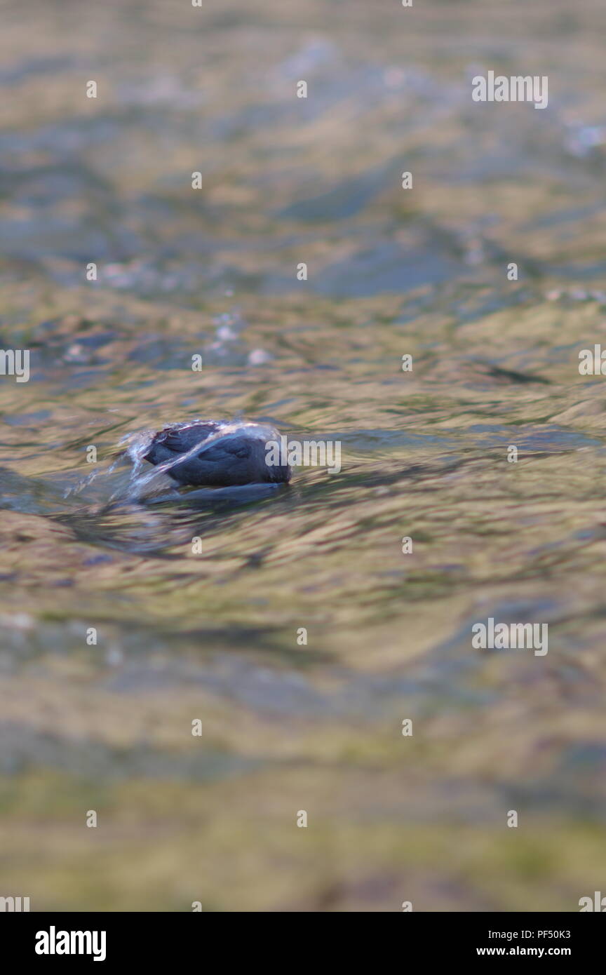 American Dipper seen dipping for food Stock Photo - Alamy