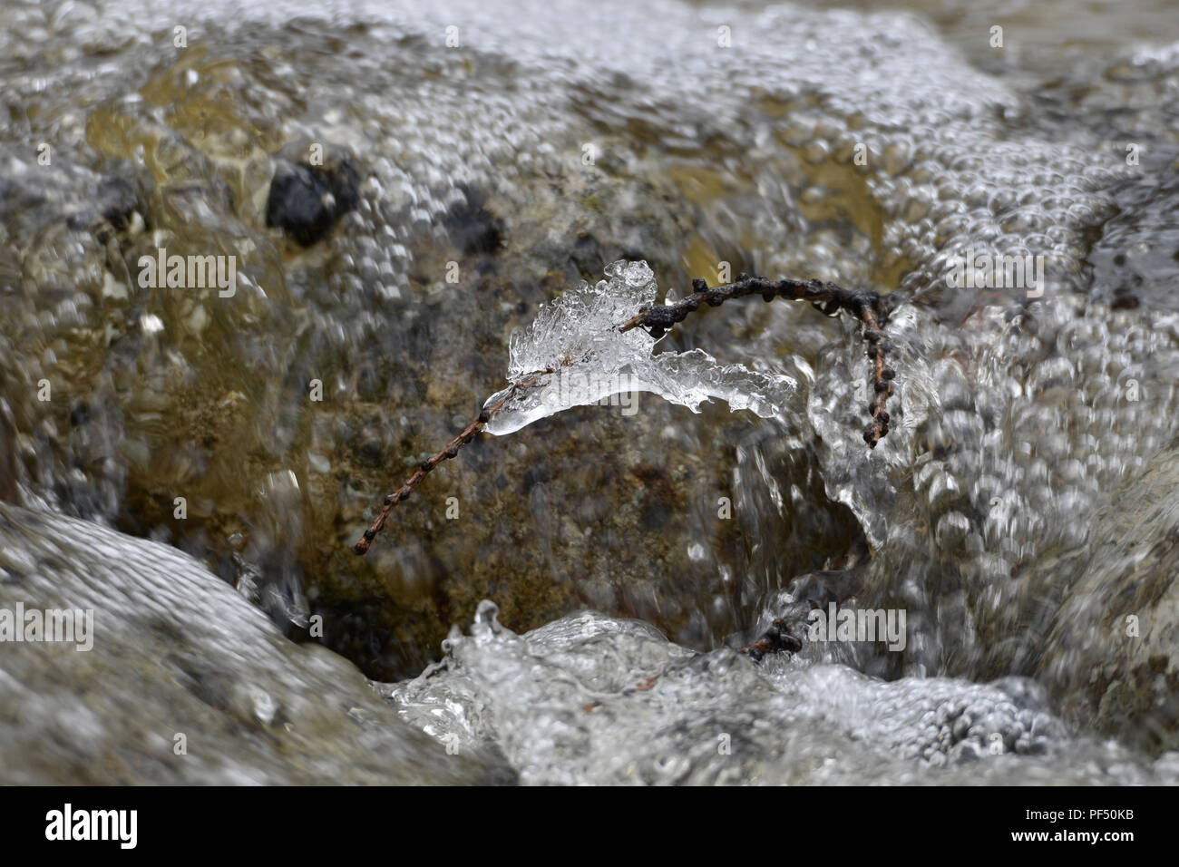 Maral deer hi-res stock photography and images - Alamy