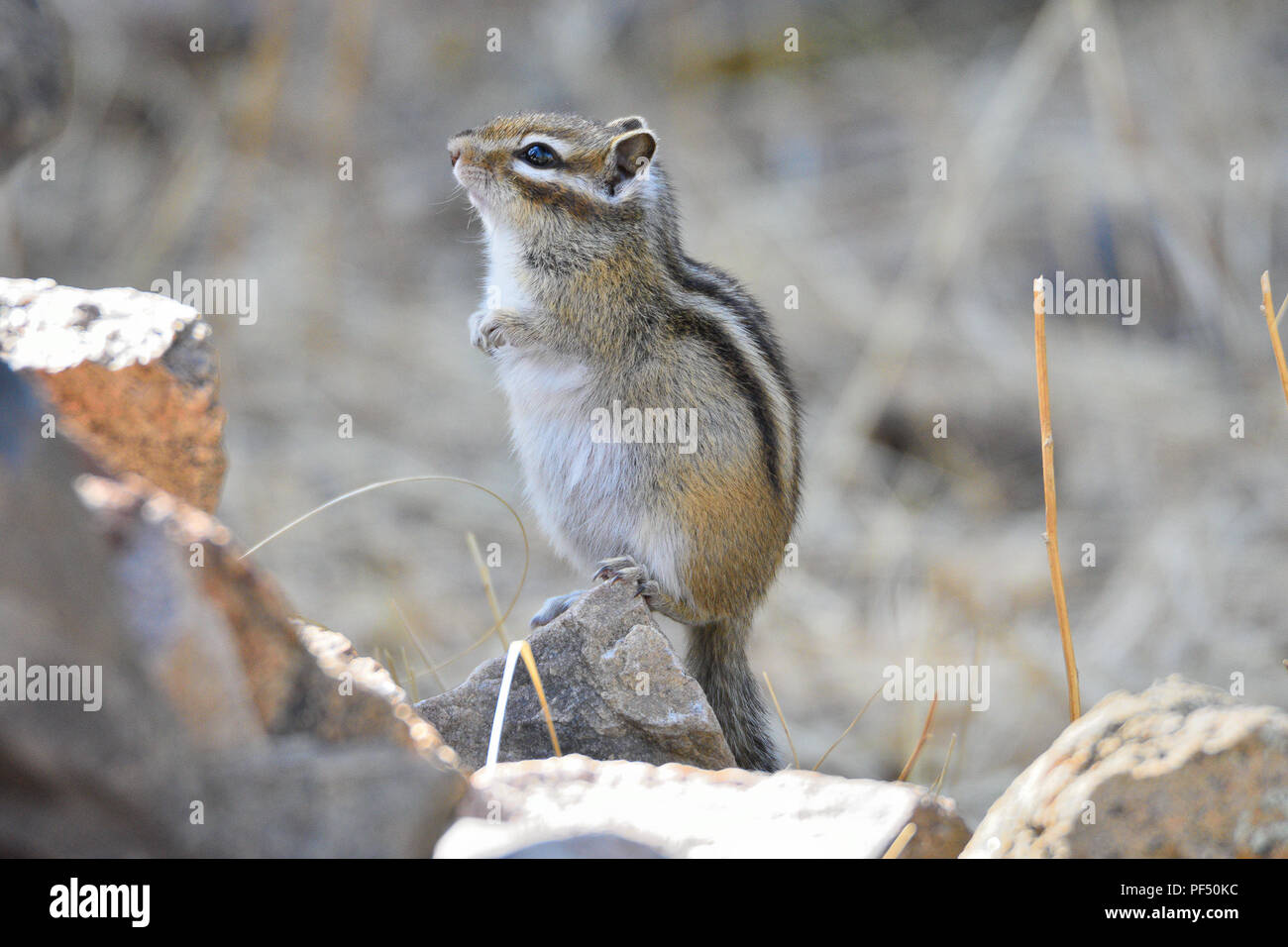 Maral deer hi-res stock photography and images - Alamy