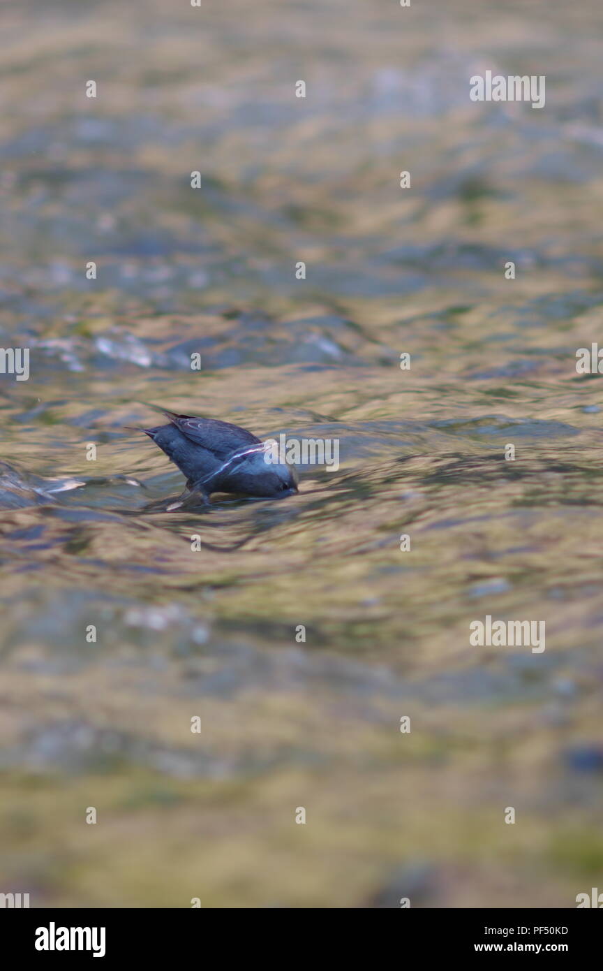 American Dipper seen dipping for food Stock Photo - Alamy