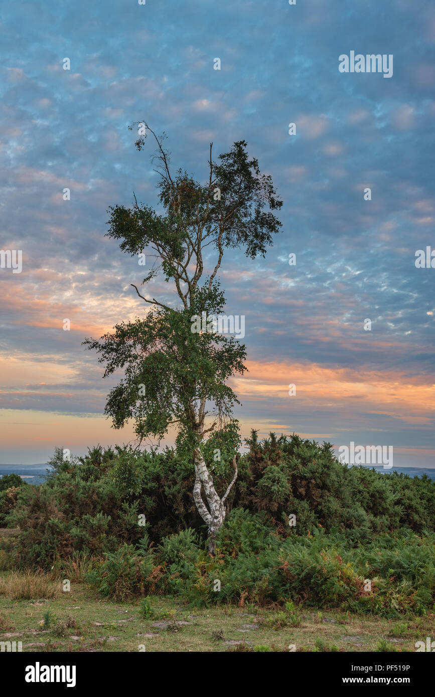 Beautiful Summer sunset landscape image of solo tree in forest with ...