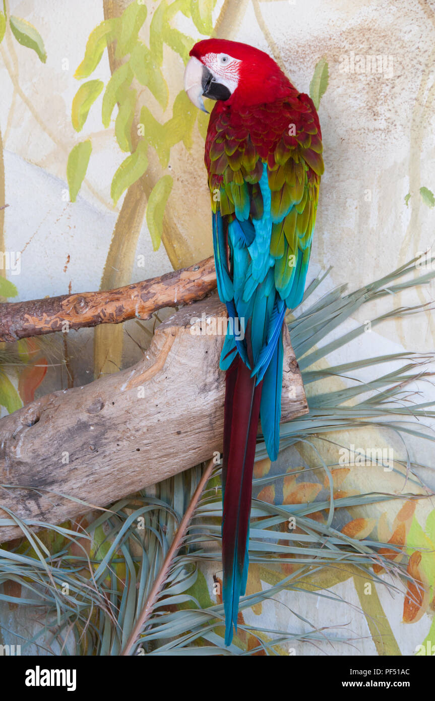 Shot of Green-Winged macaw Stock Photo - Alamy