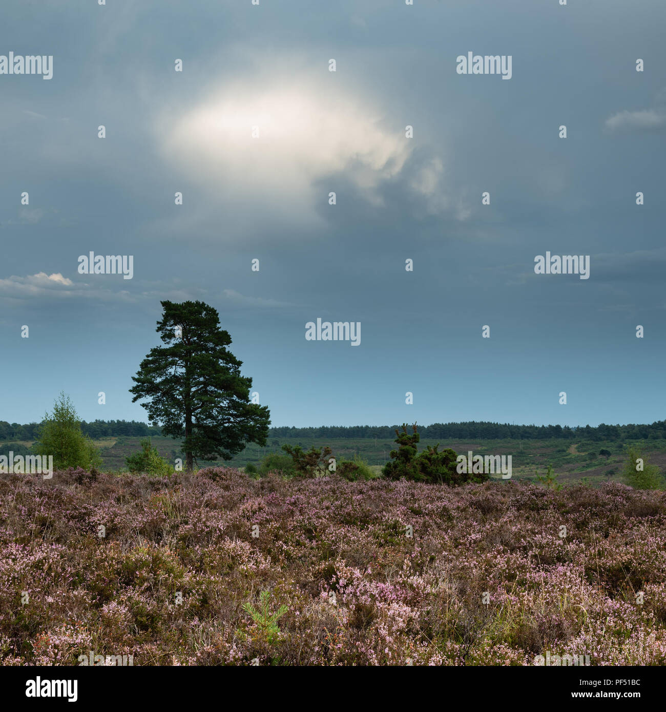 Beautiful Summer sunset landscape image of solo tree in forest with ...