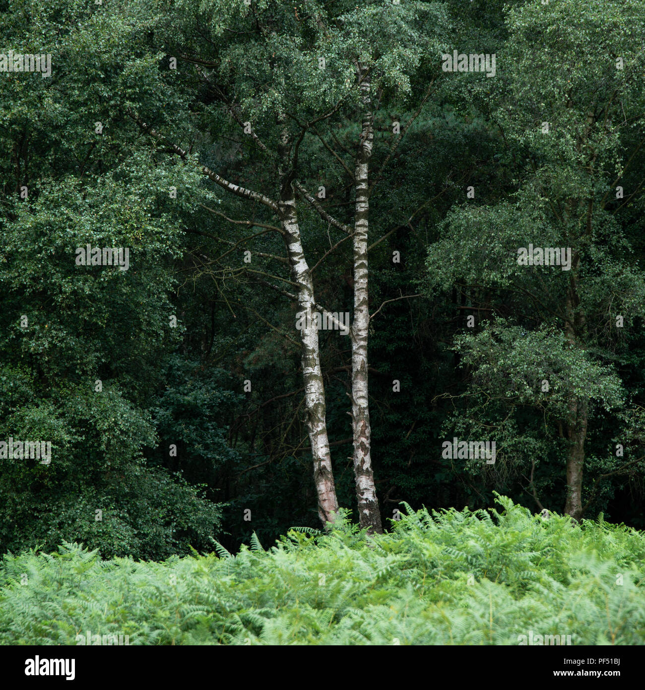 Lovely landscape image of single silver birch tree in lush green forest ...