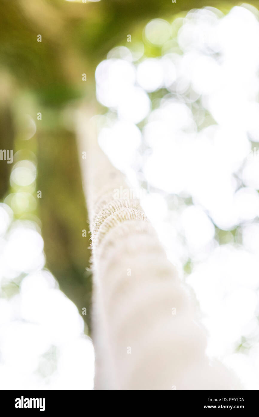 Looking up a rope swing into the Oak tree canopy, Monmouthshire Stock ...