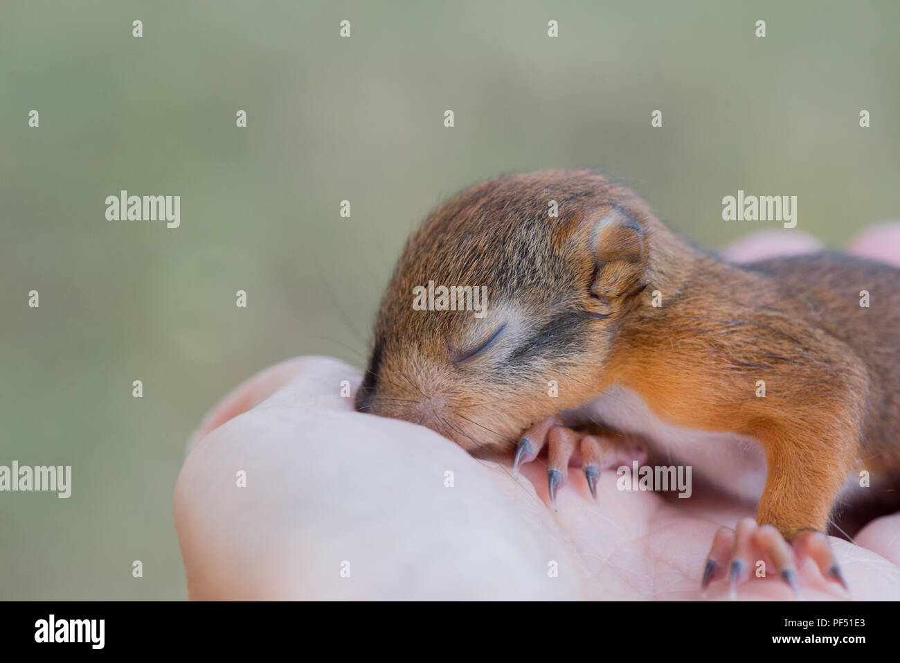 Little squirrel sitting on a hand Stock Photo - Alamy