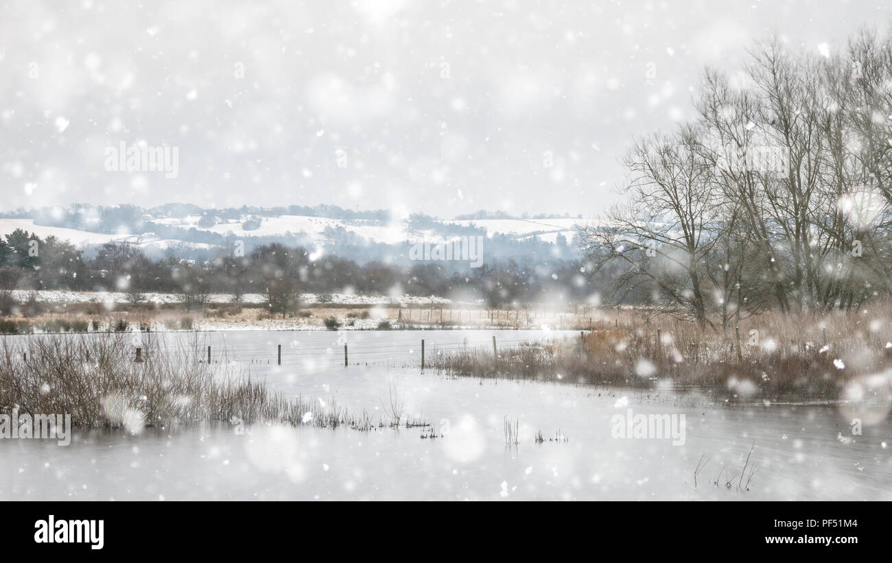 Winter landscape with snow falling and covering ground and foliage in ...