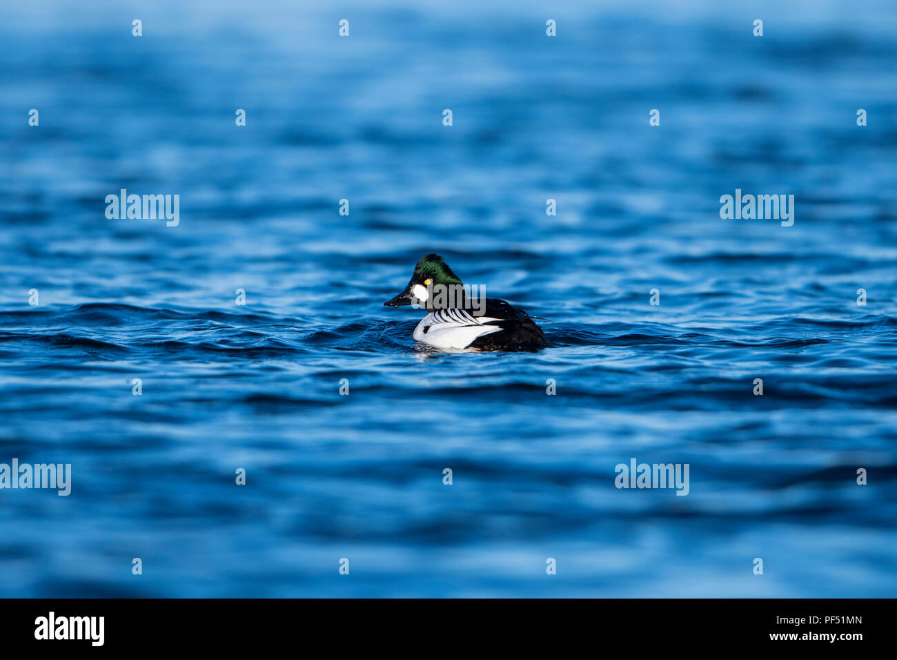 A male Common Goldeneye duck (Bucephala clangula) swimming in blue sea ...