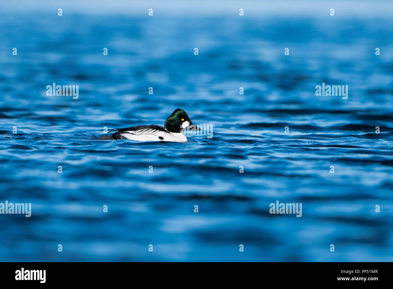 A male Common Goldeneye duck (Bucephala clangula) swimming in blue sea ...