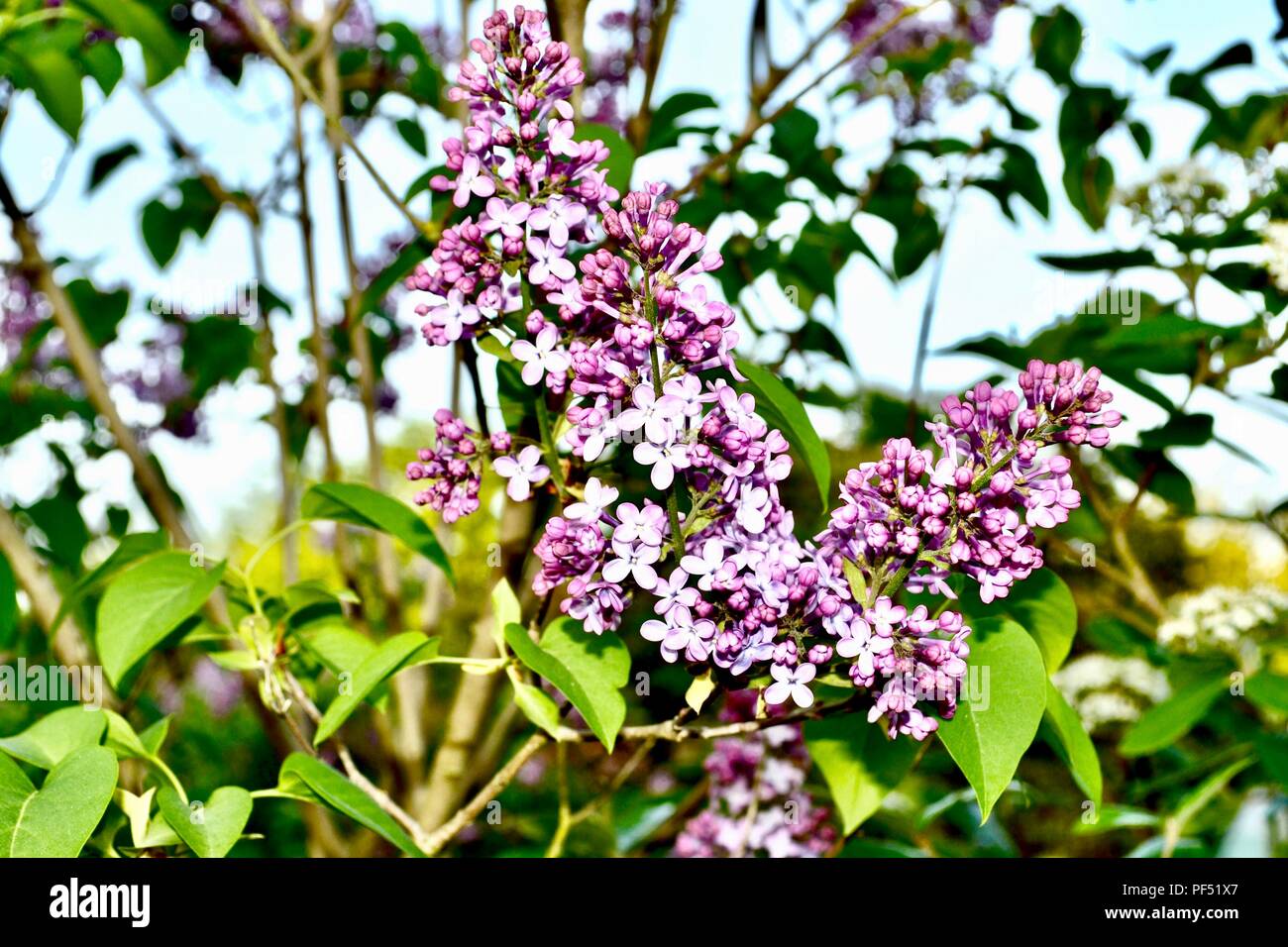 Lilacs in the Garden Stock Photo - Alamy