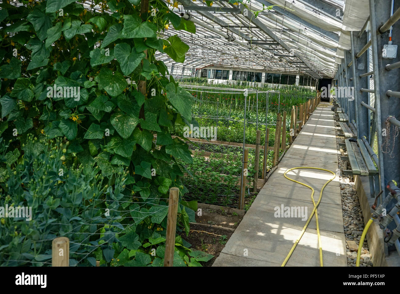 growing fresh plants and trees, industrial agriculture Stock Photo - Alamy