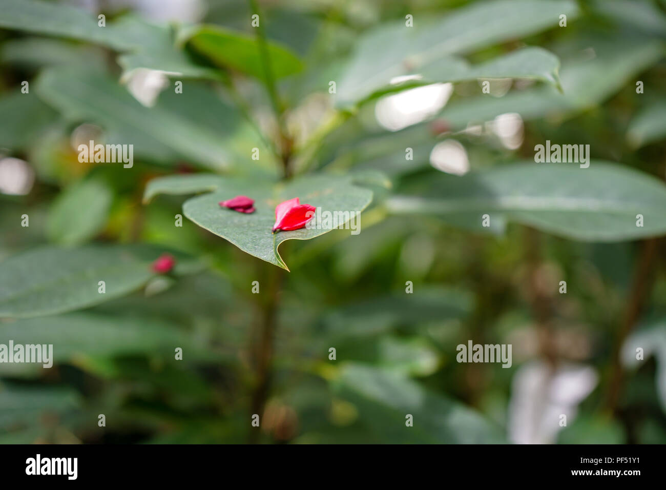Decorative shrub with lance-shaped, bright green leaves and fragile ...