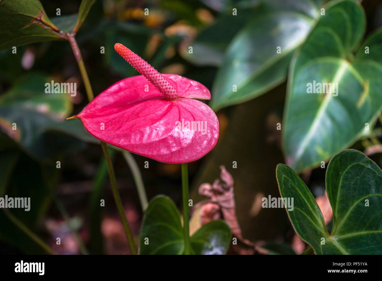 tropical anthurium flower blooming in the garden with dark green ...
